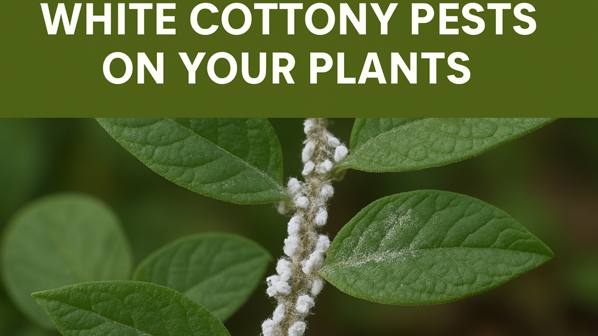 White Cottony Pests on Your Plants? It’s Likely a Mealy Bug Infestatio ...